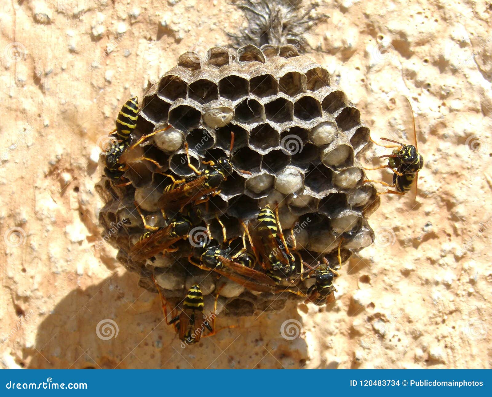 Invertebrate, Insect, Membrane Winged Insect, Wasp Picture. Image ...