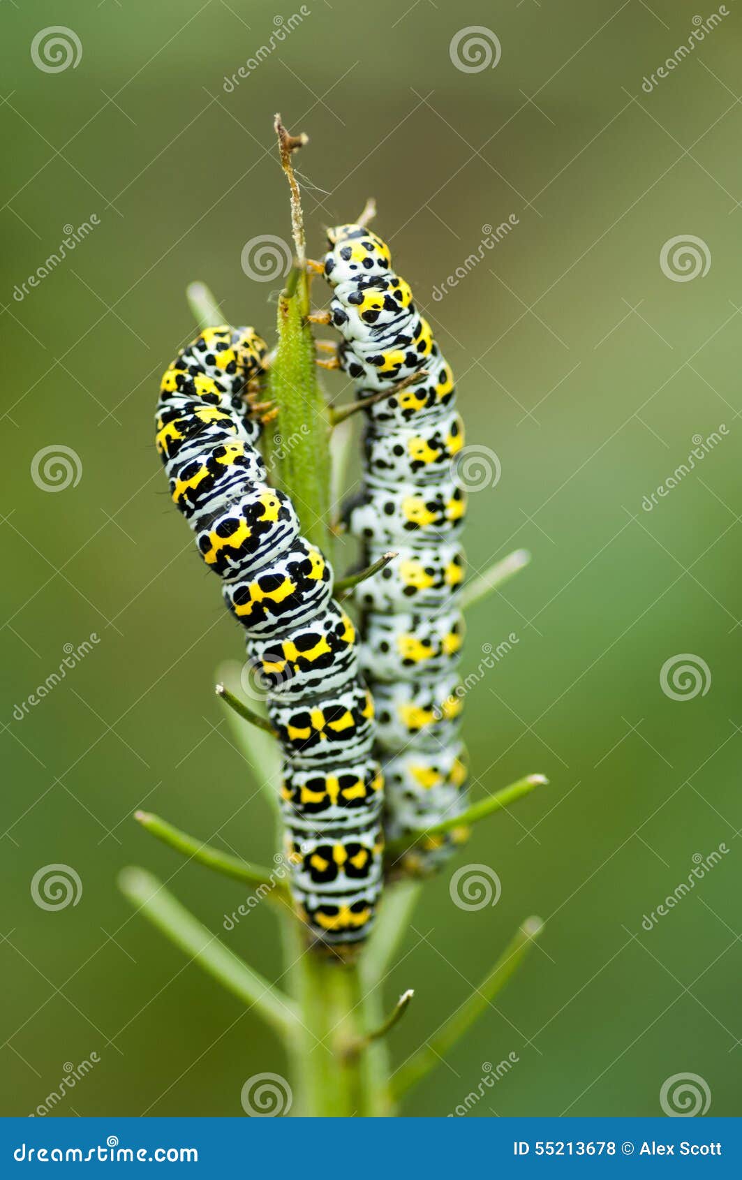 Mullein Moth Caterpillar Royalty-Free Stock Photo | CartoonDealer.com ...