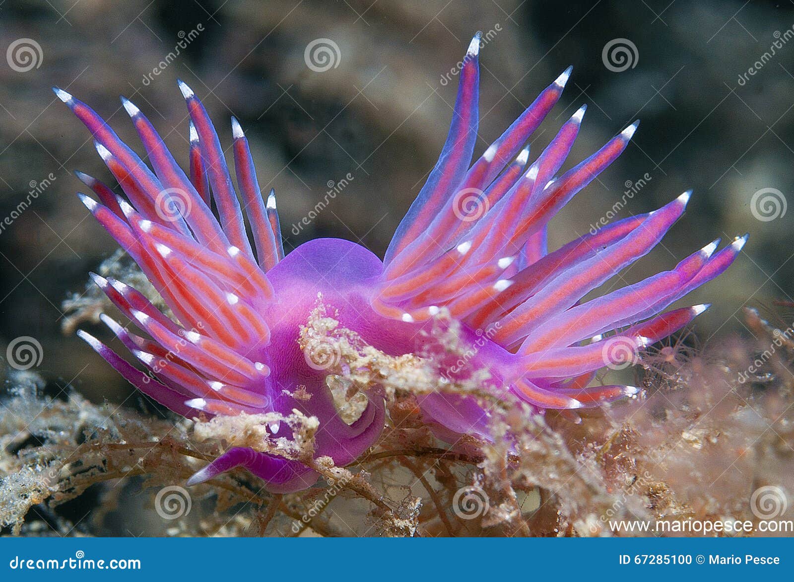 Invertebrate stock photo. Image of saltwater, life, detail - 67285100