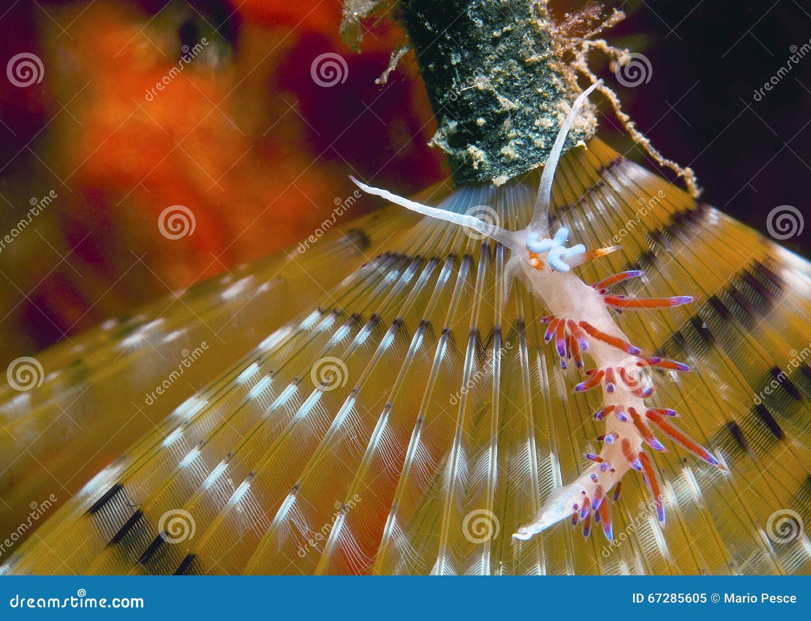 Invertebrate stock image. Image of nature, invertebrate - 67285605
