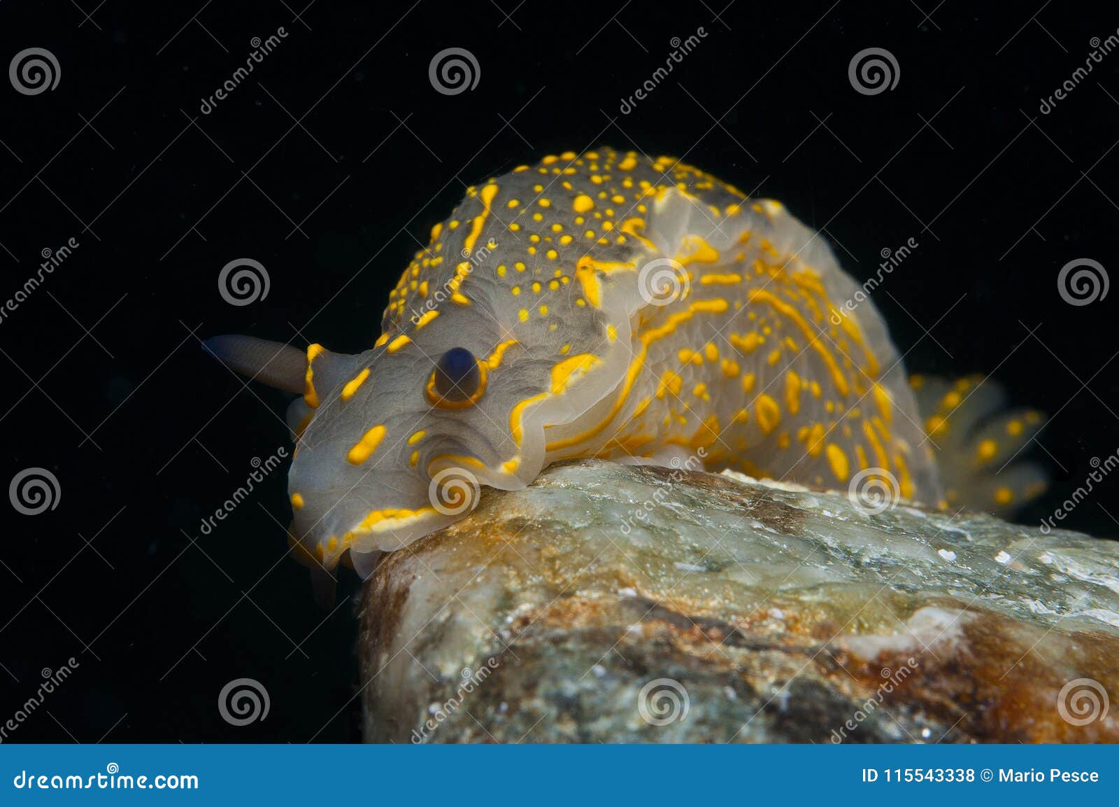 Invertebrate Yellow Walking on the Sponge Stock Photo - Image of little ...