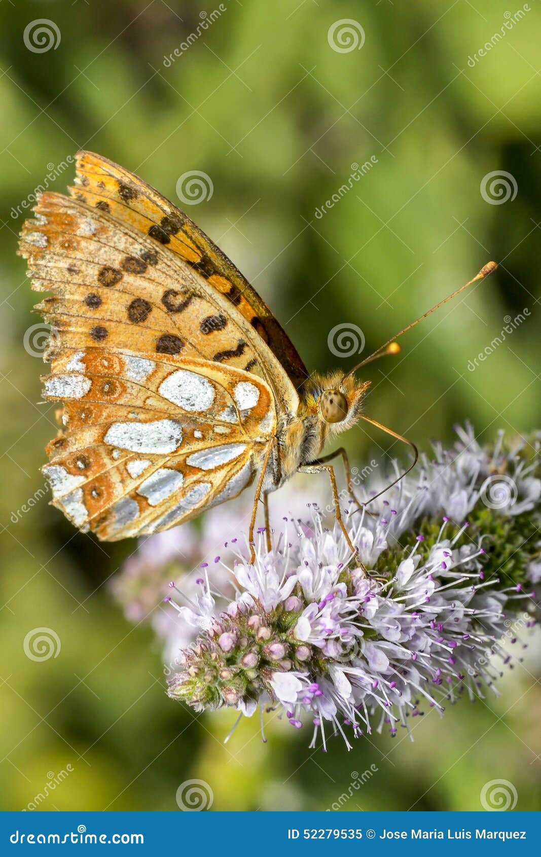 Invertebrates of nature stock image. Image of good, color - 52279535
