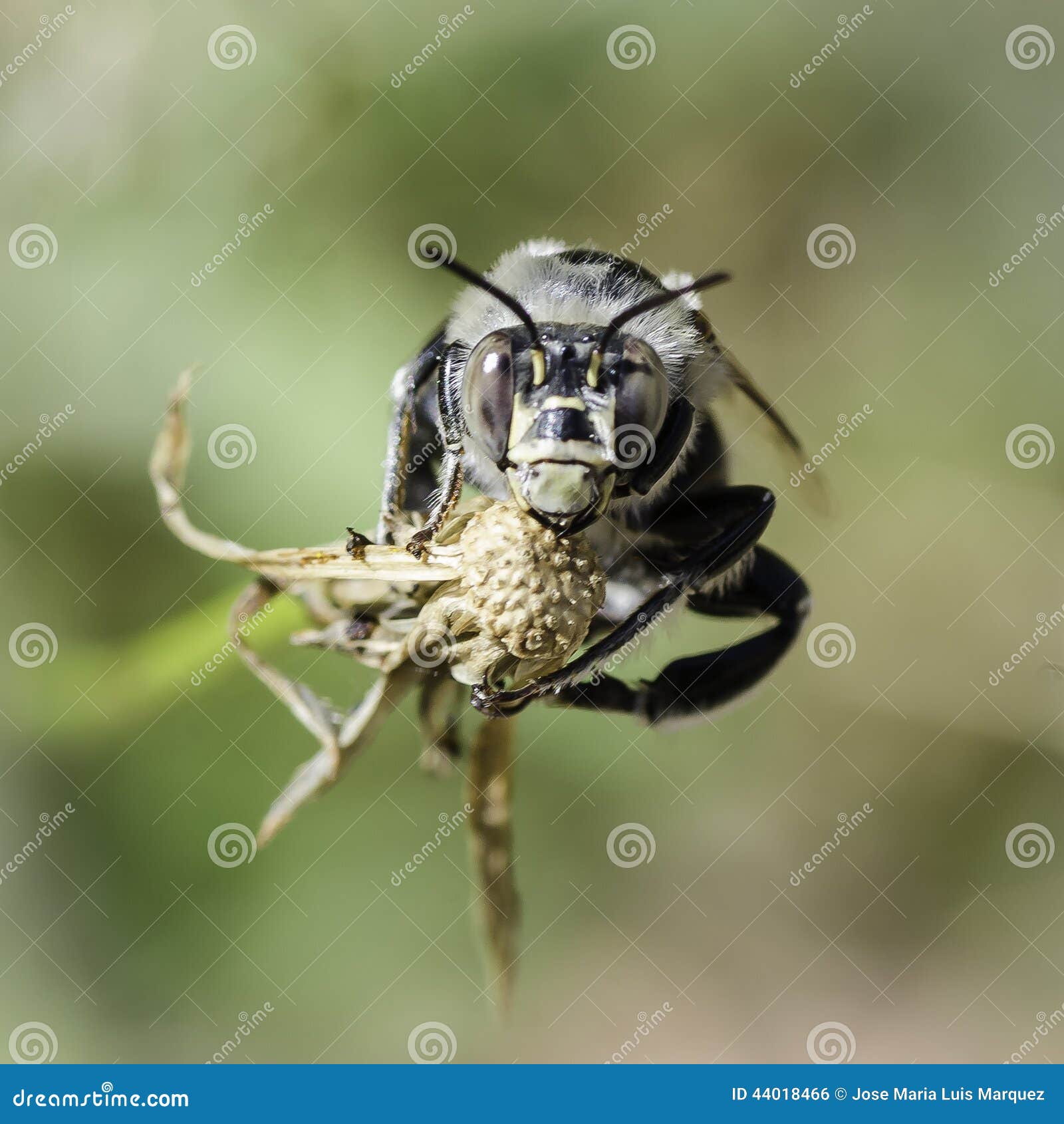 Invertebrati della natura fotografia stock. Immagine di morso - 44018466