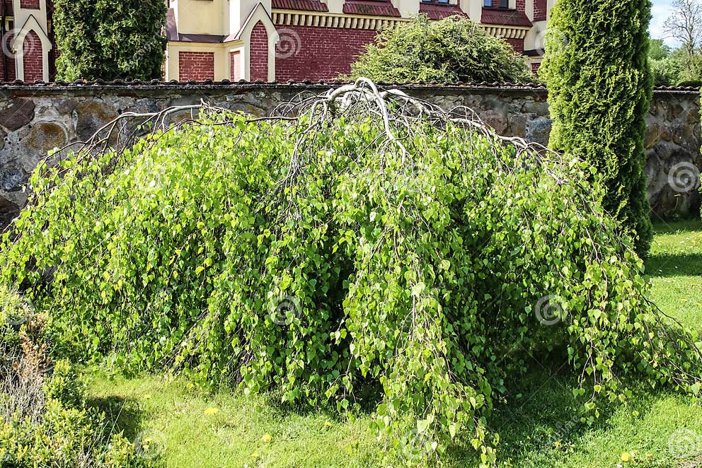 Inverted Birch Tree, Garden Background. Stock Image - Image of green ...