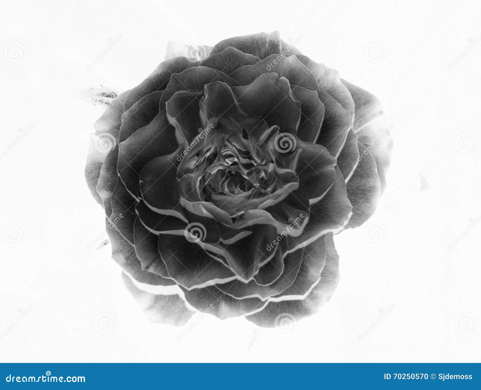 Inverted Black & White Rose 002 Stock Photo - Image of inverted, crisp ...