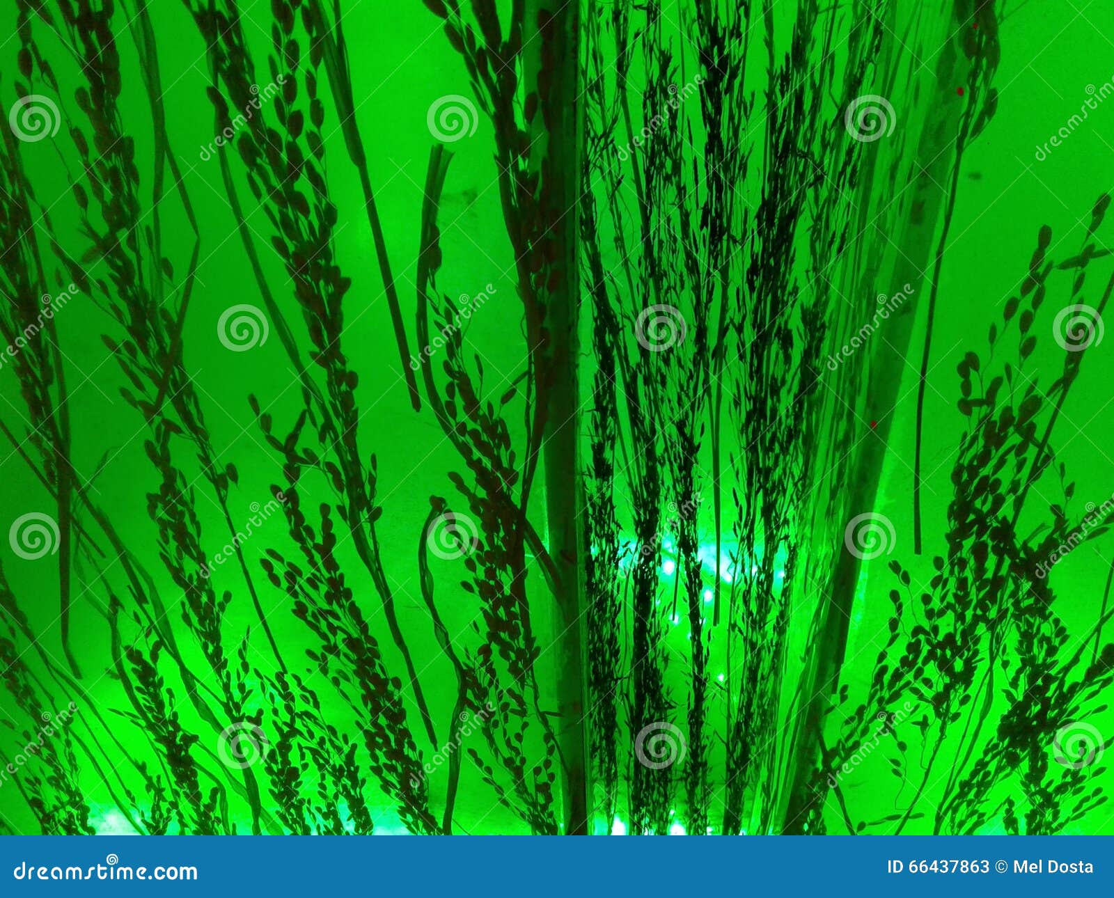Inverted Grass Reconstructed Stock Image - Image of reconstructed ...
