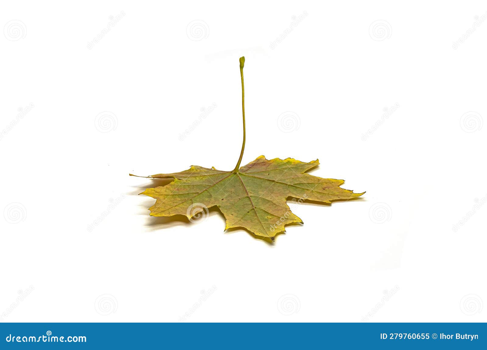Inverted Green Maple Leaf on a Background Stock Image - Image of white ...