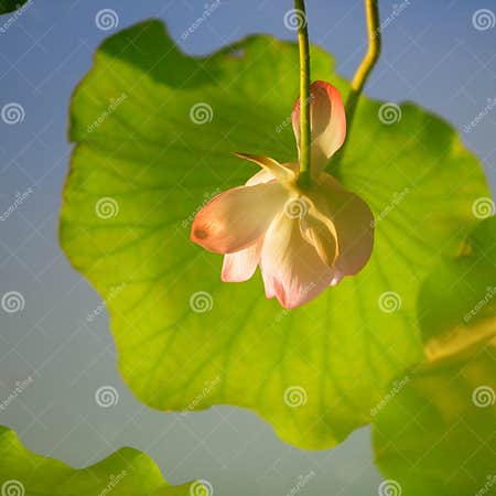 Inverted Image of Lotus Flower and Leave Stock Photo - Image of green ...