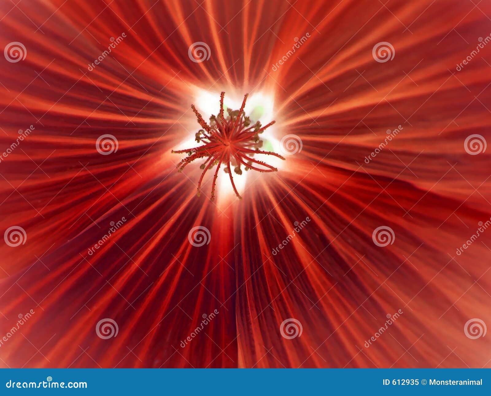 Inverted Macro of the Flower Stock Image - Image of dreamy, inverted ...