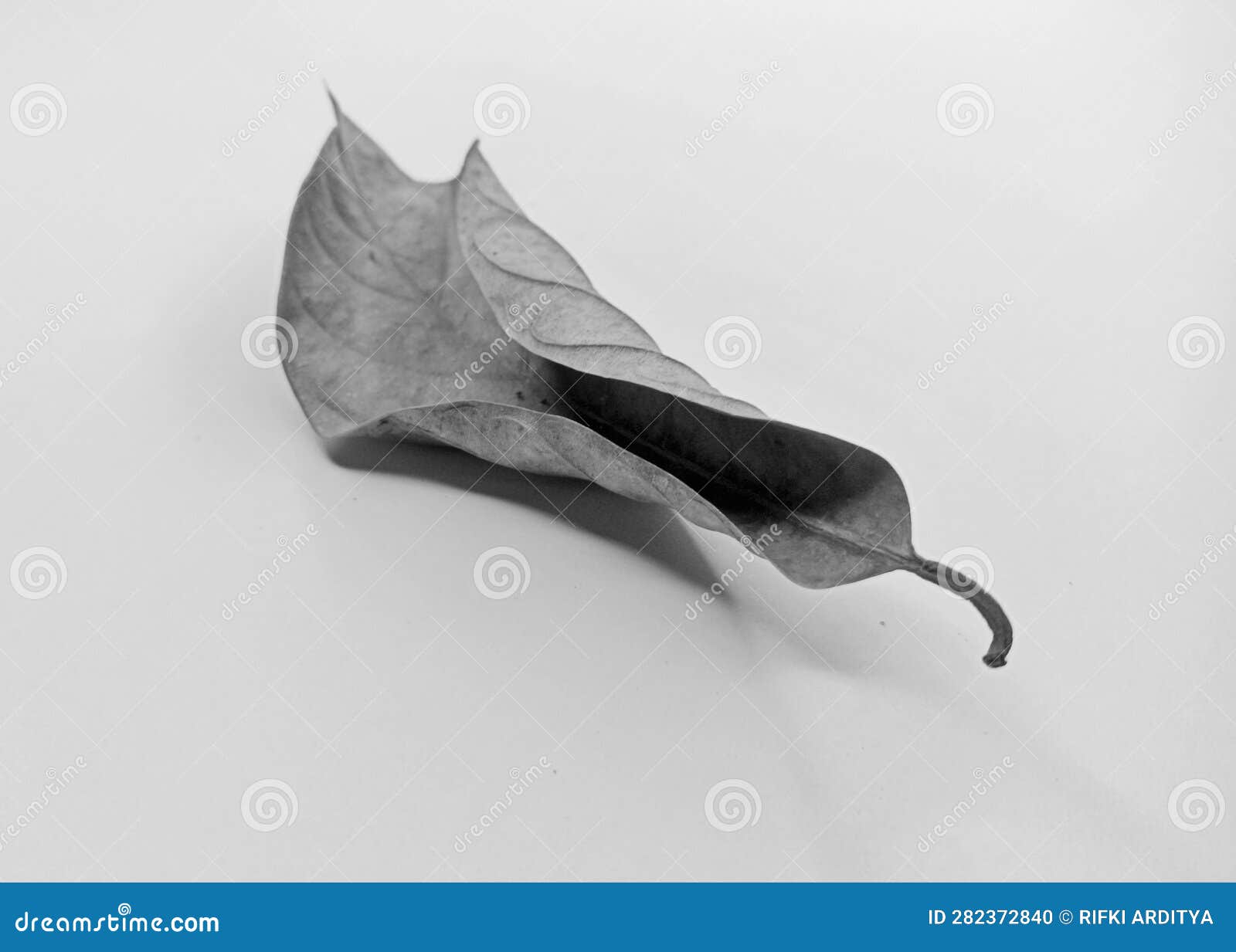 Inverted Monochrome Image of a Simple Leaf Isolated on White Background ...