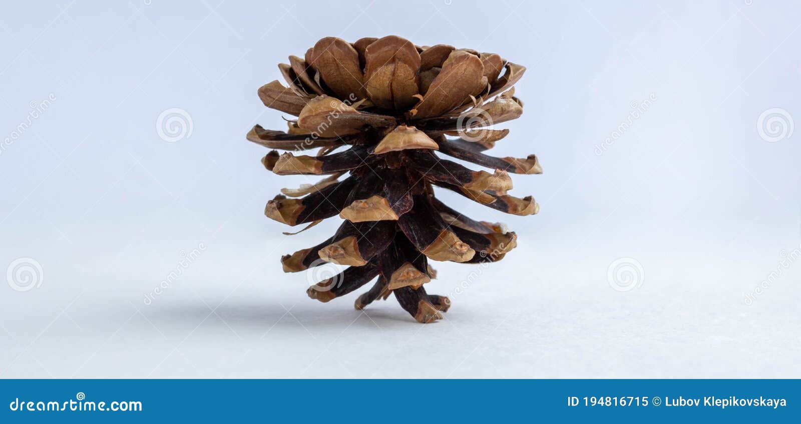 Inverted Pine Cone Isolated on a White Background Stock Image - Image ...