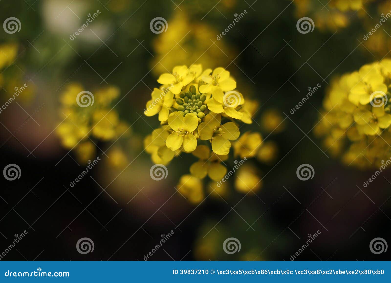 Inverted Reflection in Water Stock Photo - Image of reflected ...