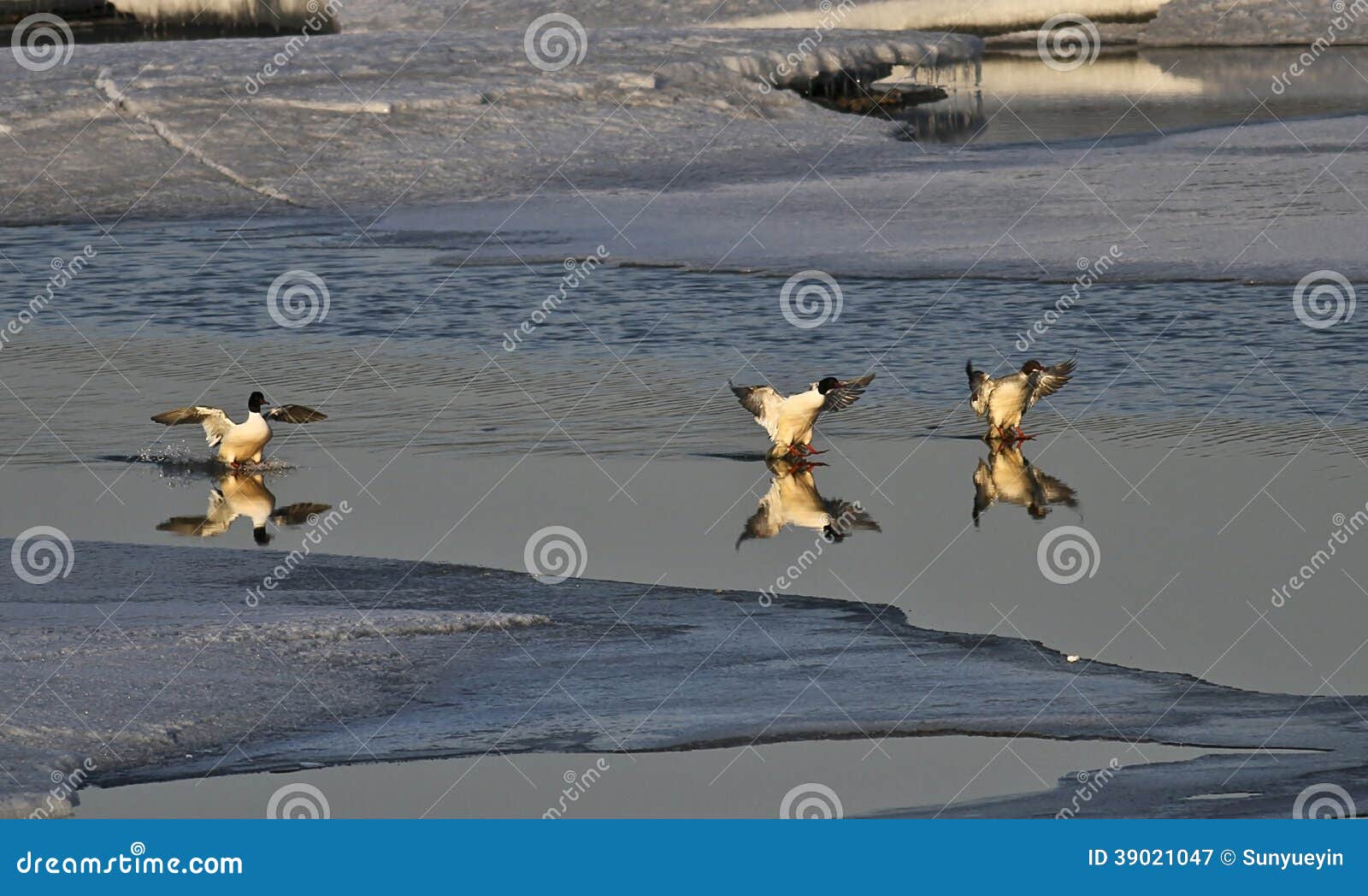 Inverted Reflection in Water Stock Image - Image of migratorybird, snow ...