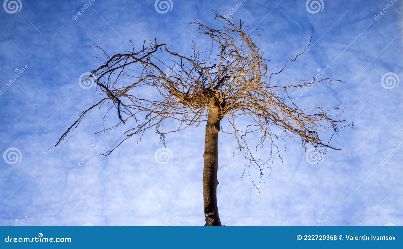 Inverted Roots of a Tree-like Plant on a Blue Background Stock Photo ...
