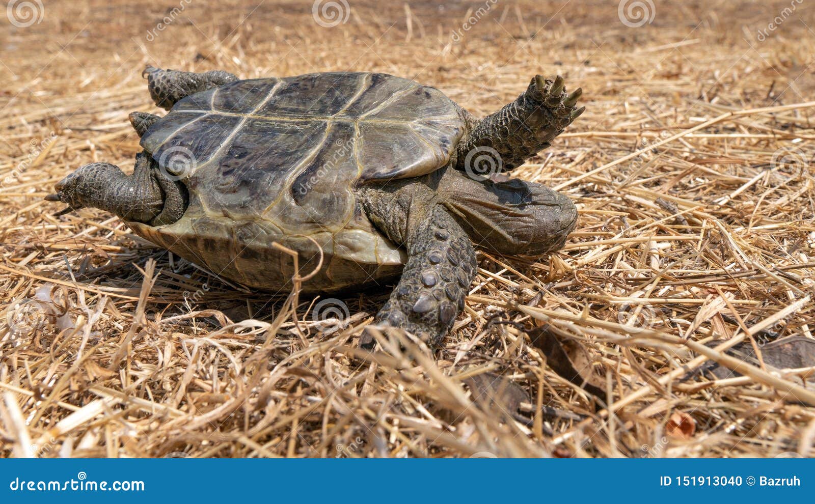 Inverted Steppe Turtle on Dry Grass Stock Photo - Image of portrait ...