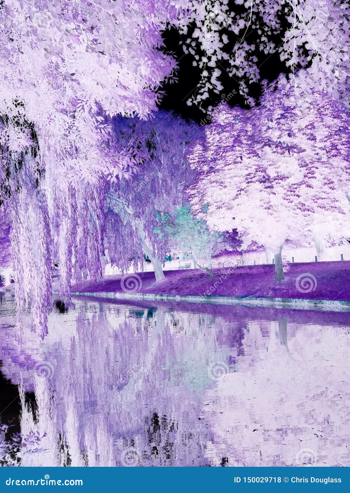 Inverted Picture of Tree Over River Stock Photo - Image of river ...