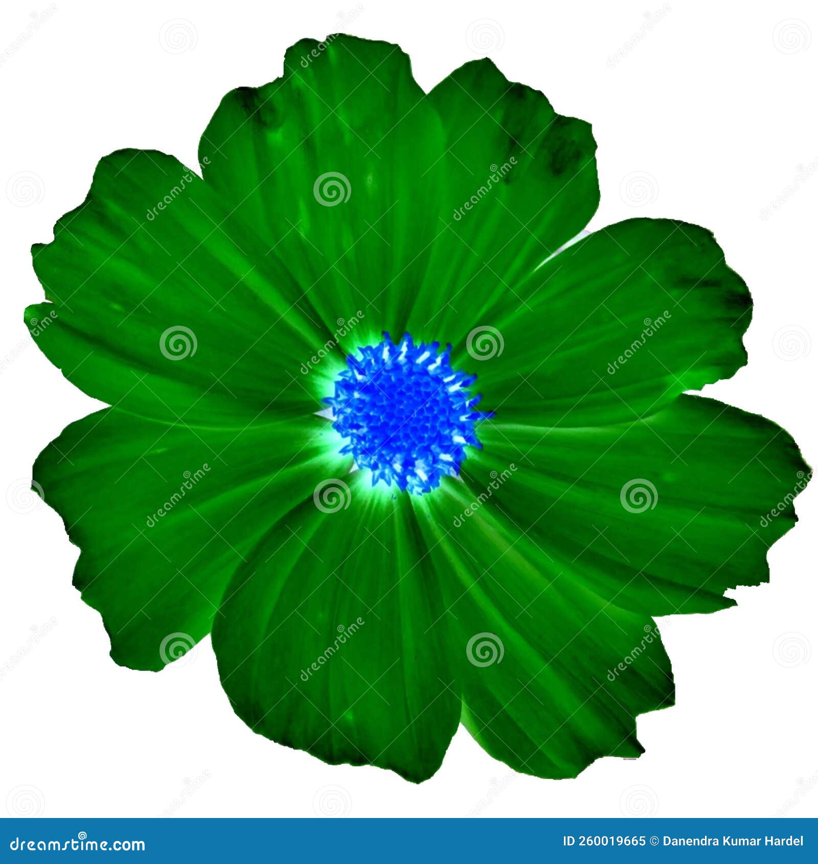 Inverted View Of A Flower Isolated With White Background, Green Petals ...