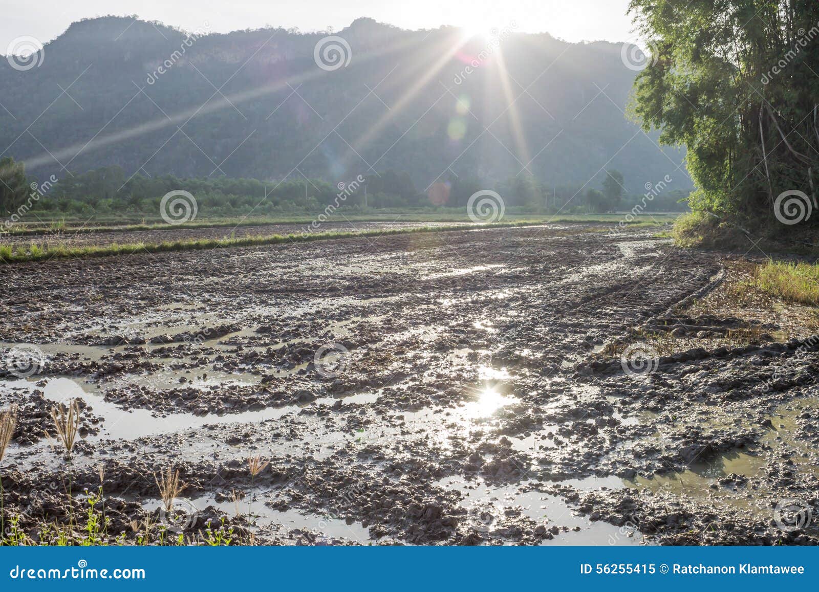 The Investment on Paddy stock image. Image of paddy, worker - 56255415