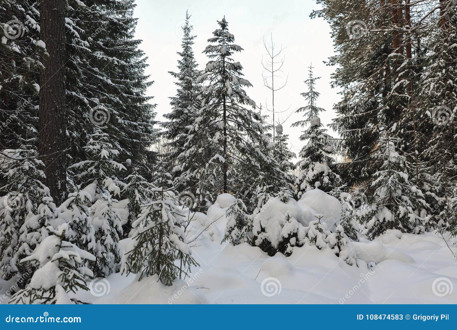 Invierno En El Bosque Del Taiga Imagen de archivo - Imagen de salvaje ...