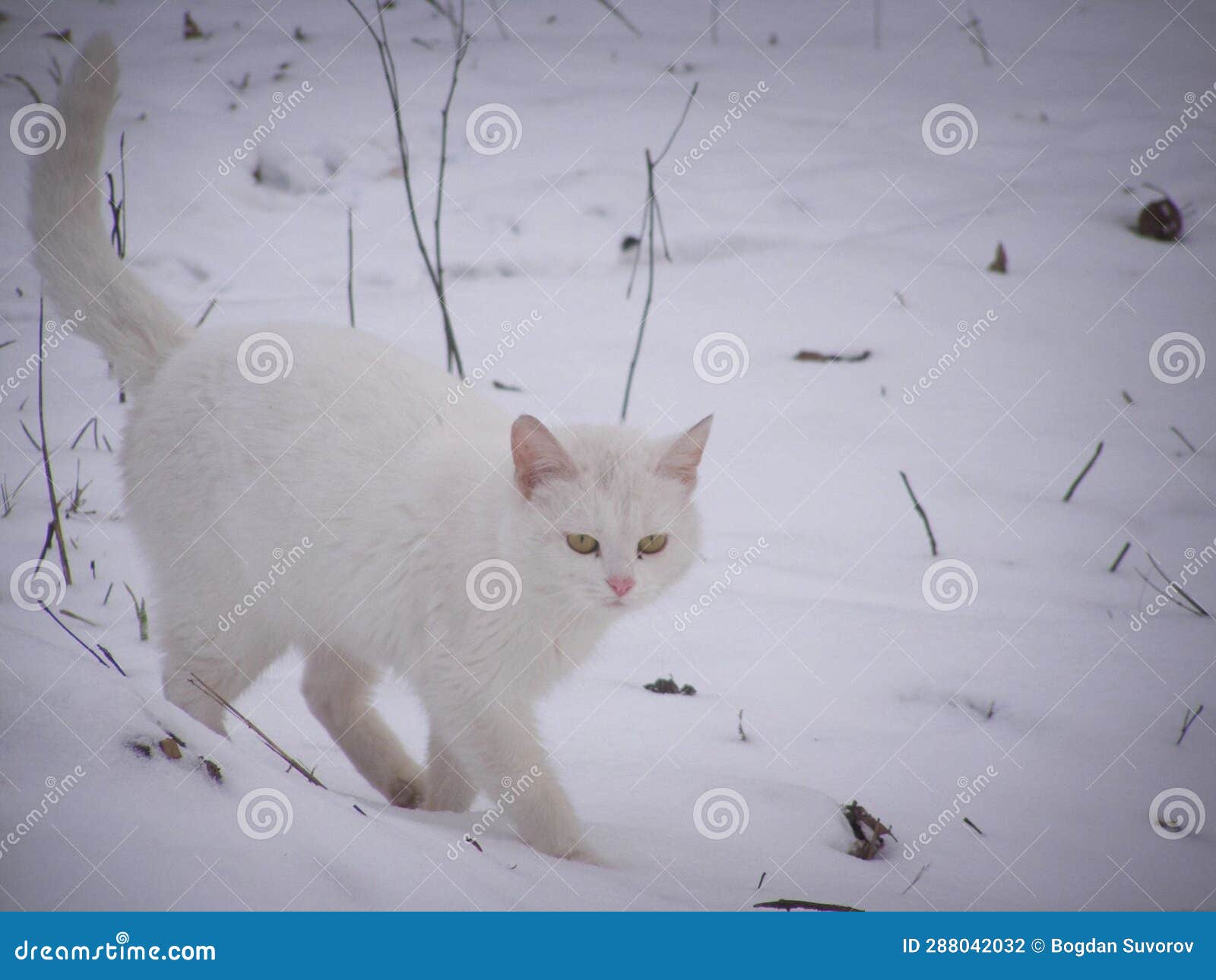 Almost invisible cat stock photo. Image of sketch, nose - 288042032