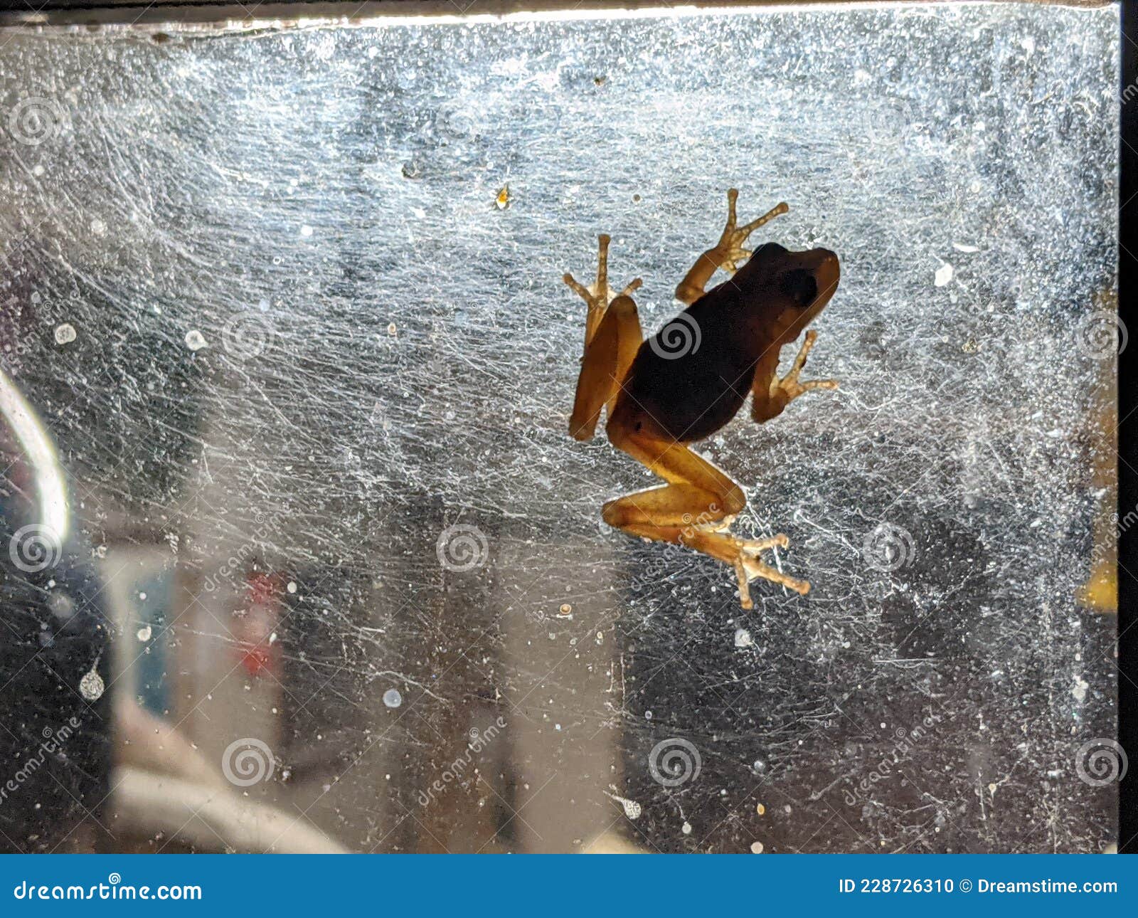 Invisible frog on wondow stock photo. Image of bird - 228726310