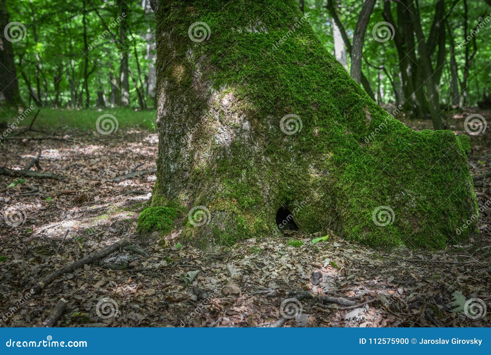 Little Burrow in a Tree Trunk Stock Photo - Image of brown, trunk ...