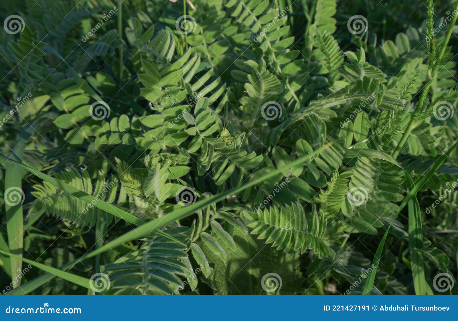 Invisible Locusts on Green Grass Stock Image - Image of grasshopper ...
