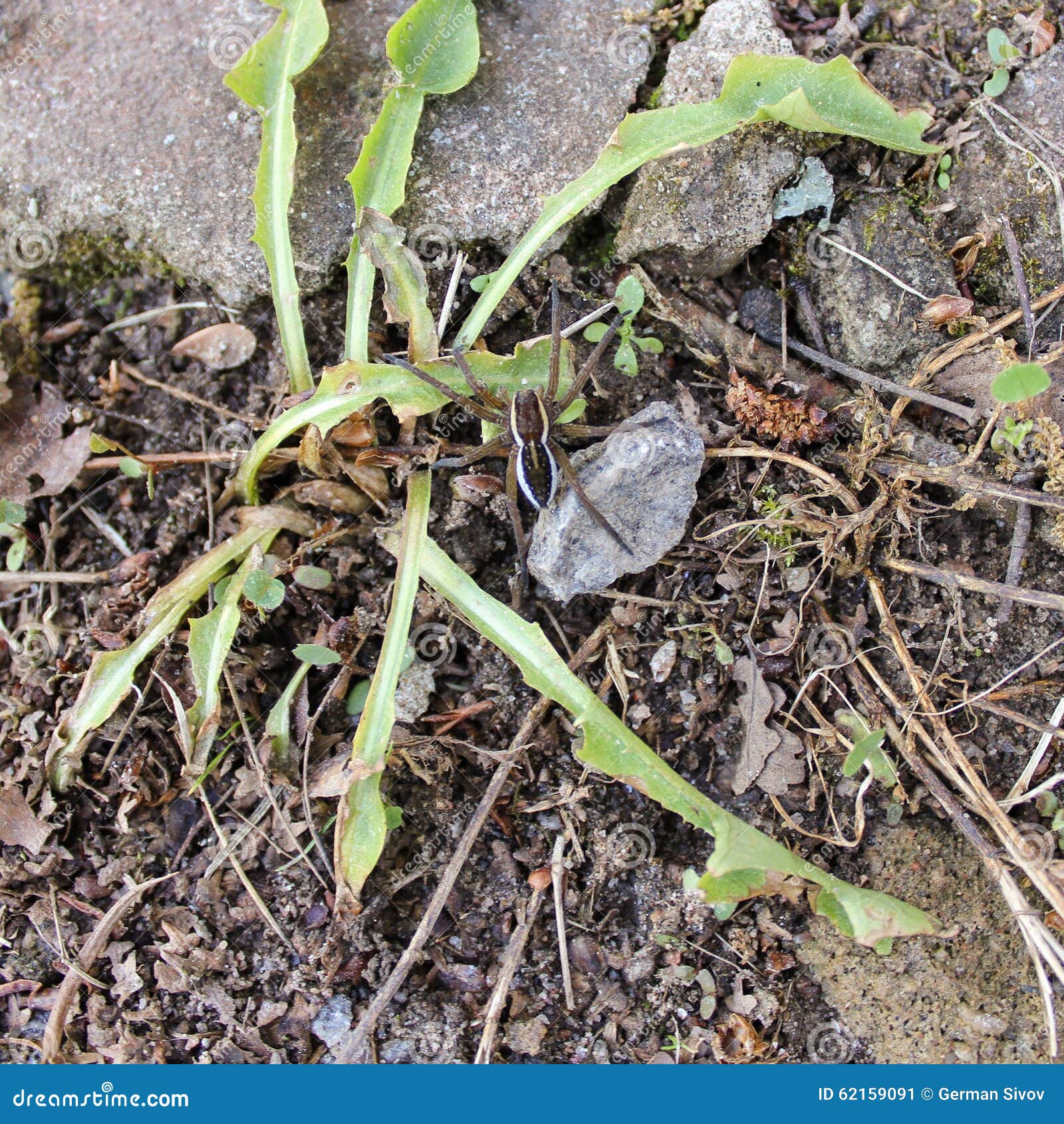 Invisible spider stock image. Image of green, nature - 62159091