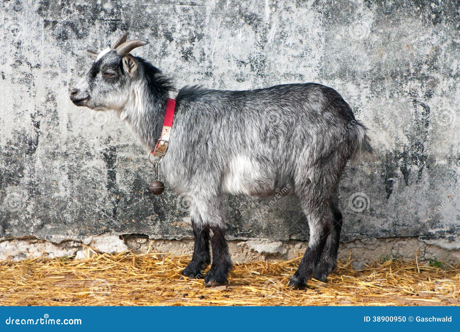 Invisible young grey goat stock photo. Image of adult - 38900950