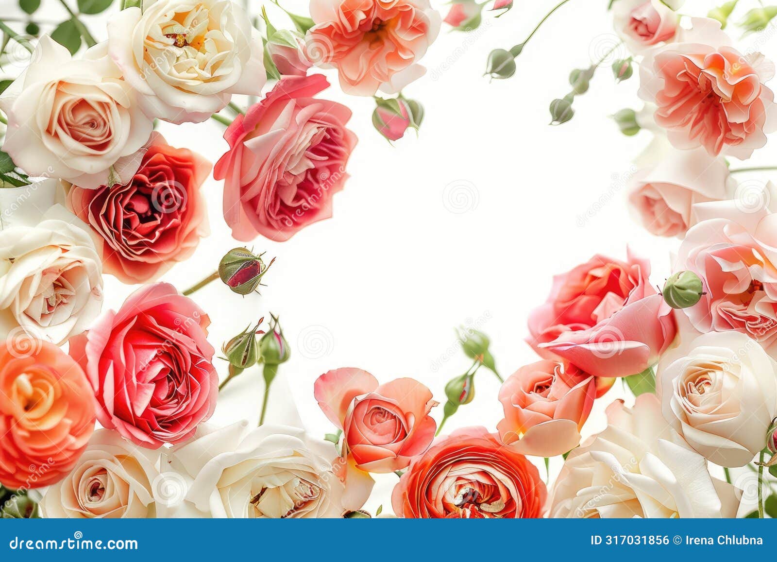 Invitation Card Design with Rose Flowers only, White Background Stock ...