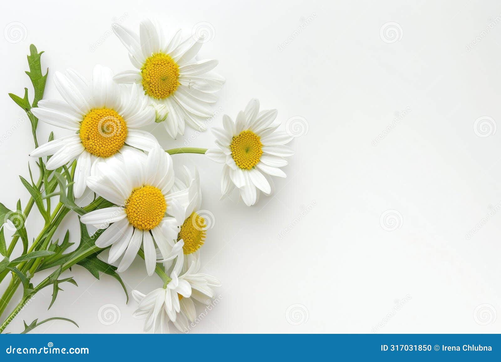 Invitation Card Design with Shasta Daisy Flowers only, White Background ...
