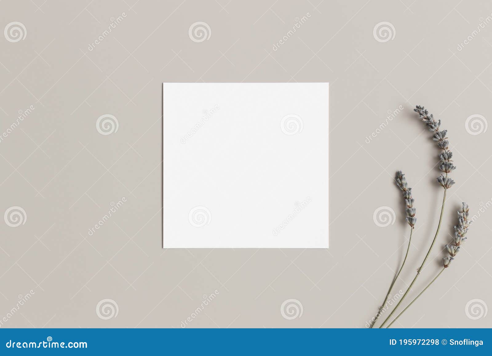 Invitation Square Card Mockup with Lavender Stock Photo - Image of ...