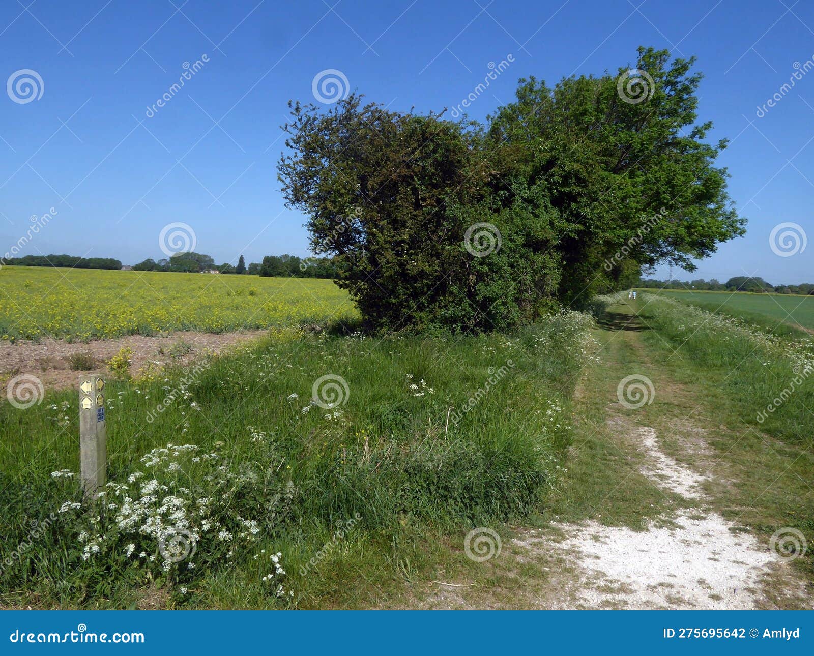 Inviting Path through Fields Stock Photo - Image of amlyd, blue: 275695642
