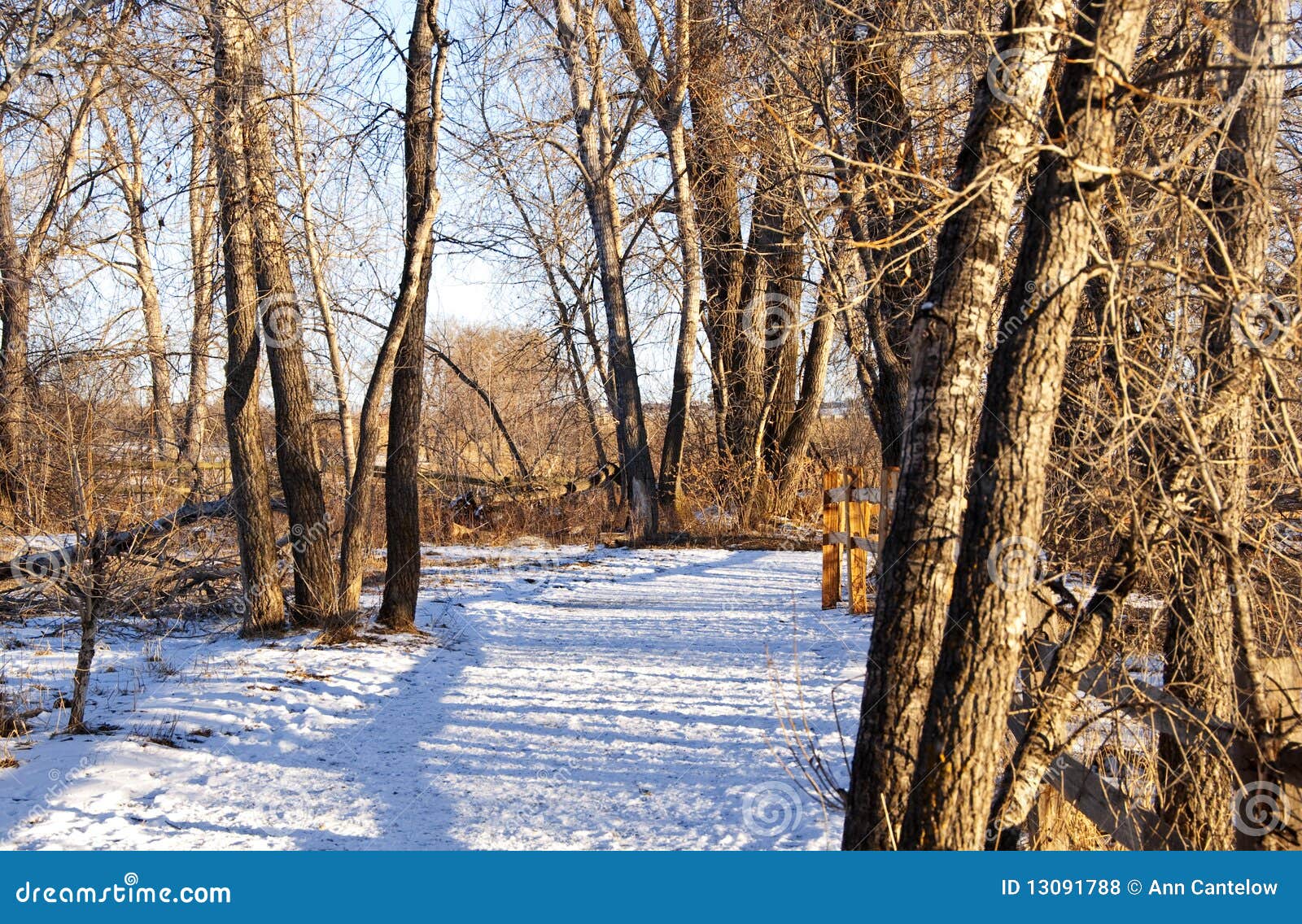 Inviting Path through Snow with Fence Shadows Stock Photo - Image of ...