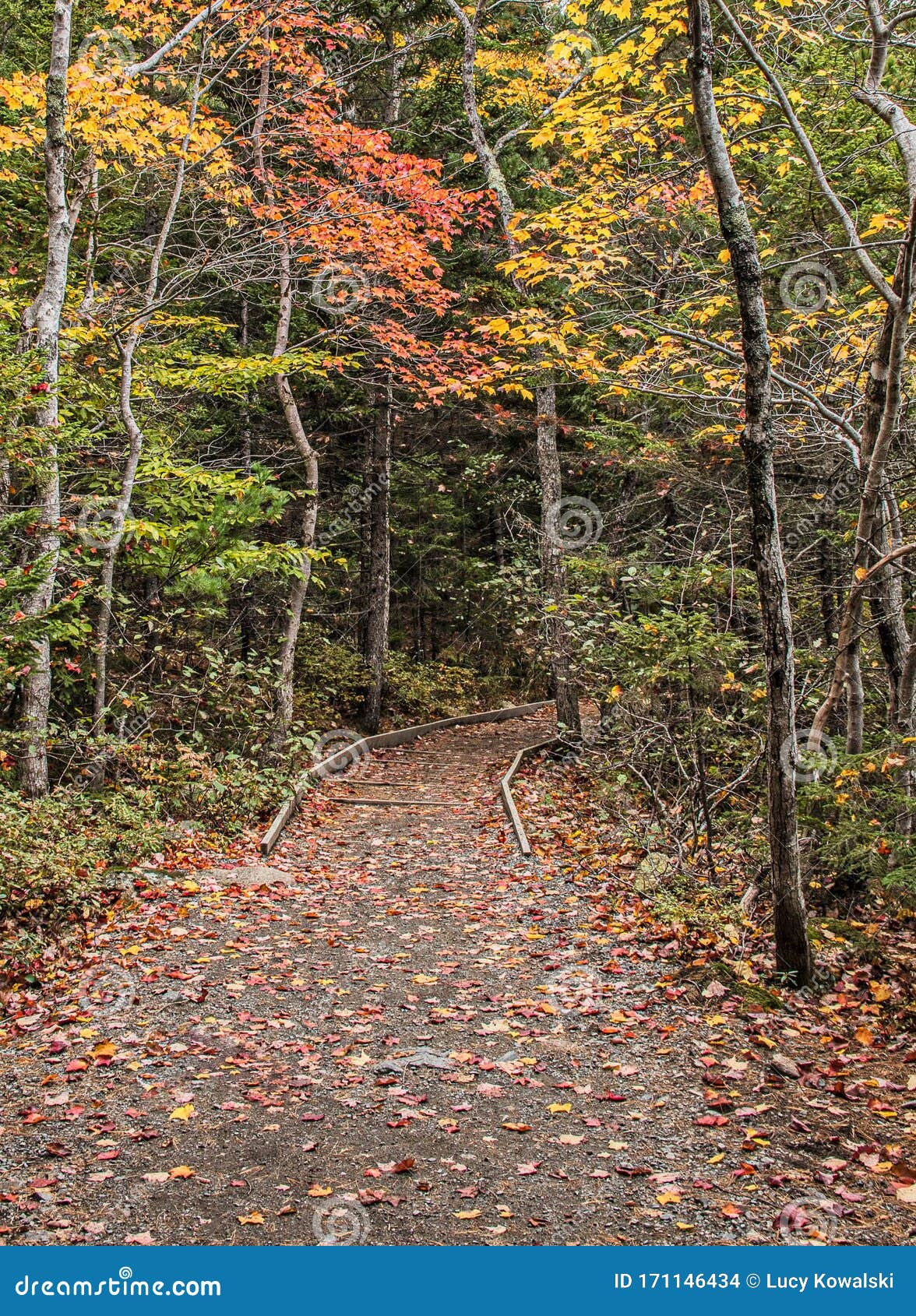 Inviting Pathway, Giant Sequoias Stock Image | CartoonDealer.com #46617787