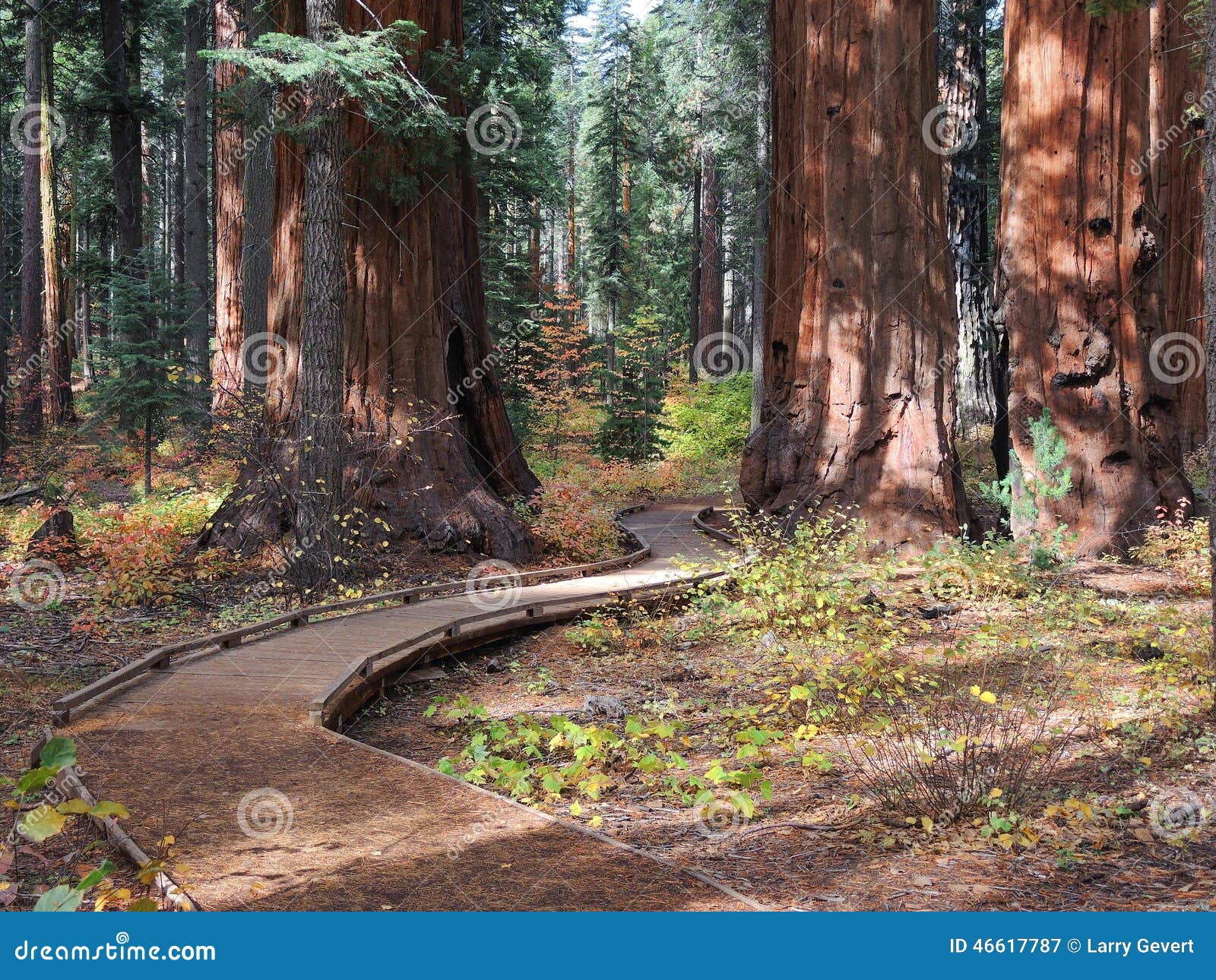 Inviting Pathway, Giant Sequoias Stock Image - Image of colorful ...
