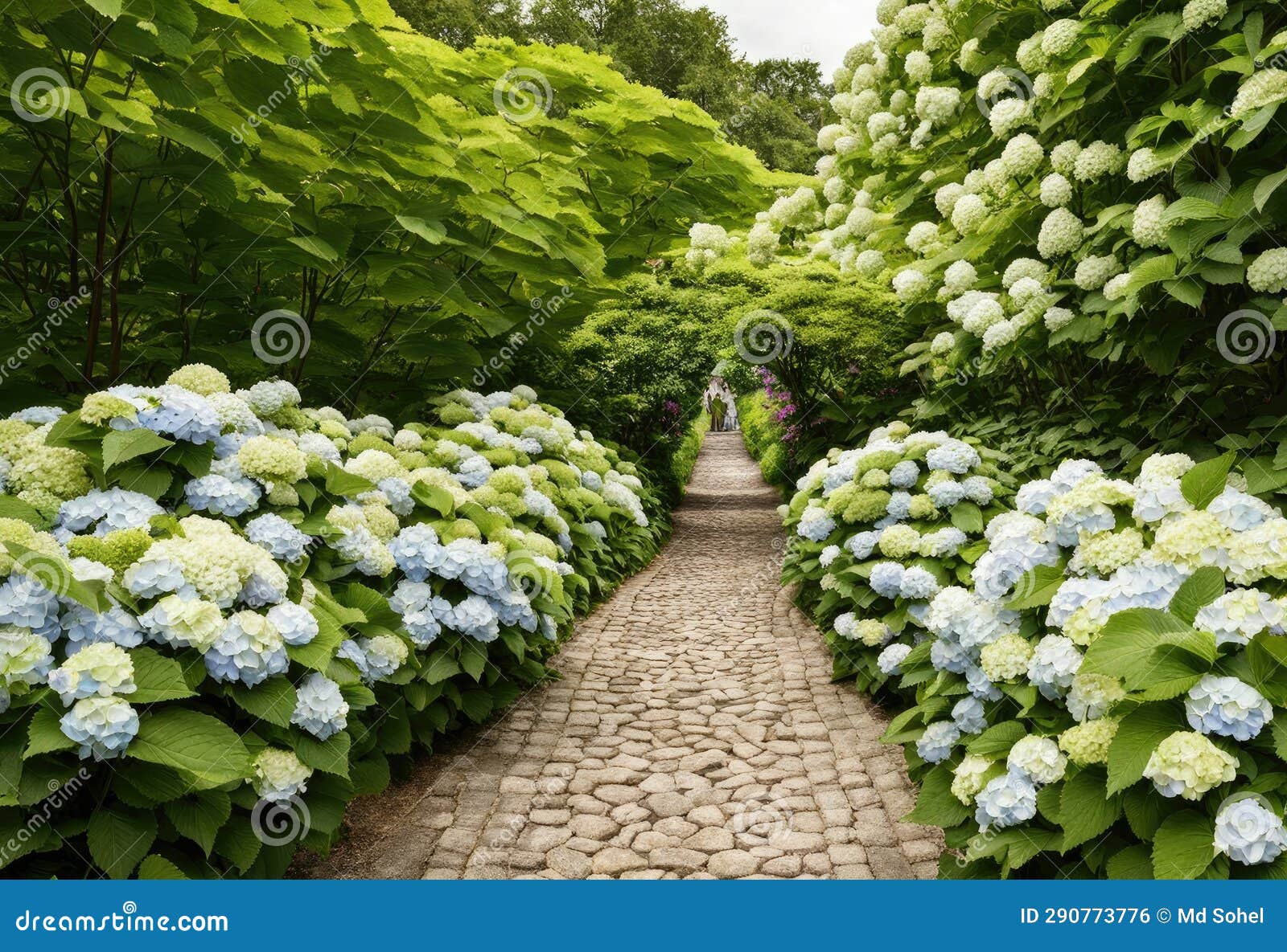 An Inviting Pathway Lined with Blooming Hydrangeas. Stock Illustration - Illustration of blossom ...