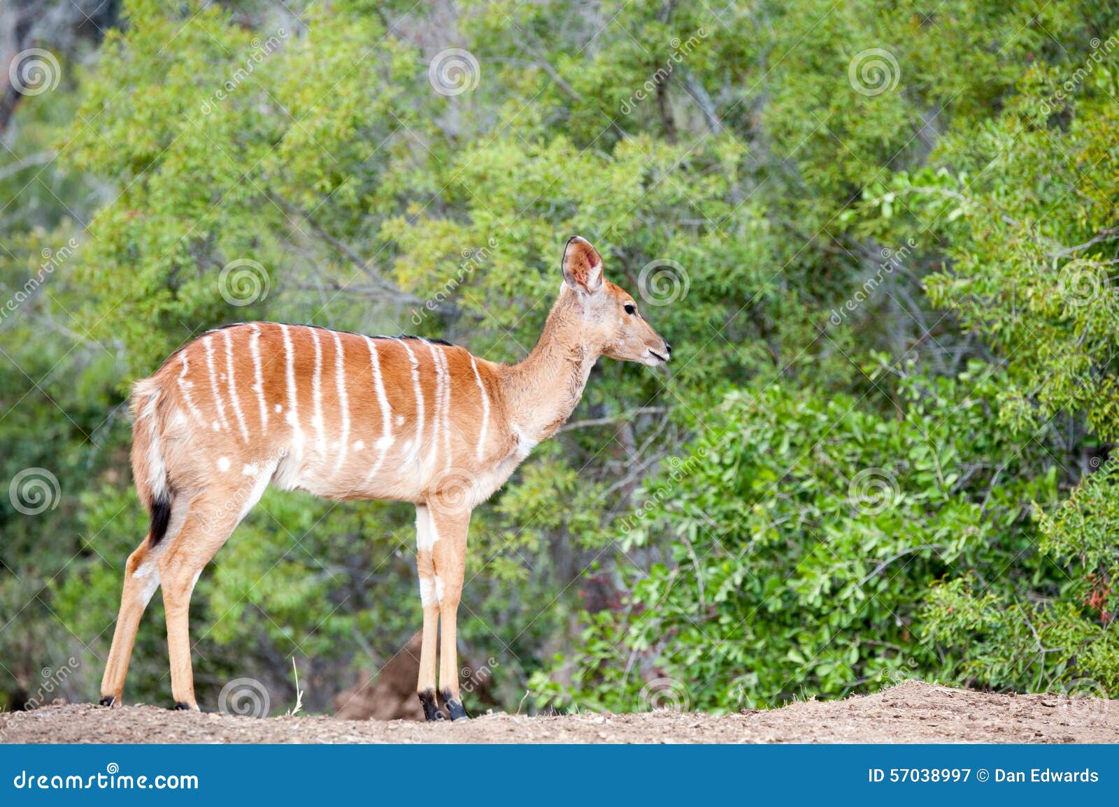 Inyala on a ridge stock image. Image of fauna, angasii - 57038997