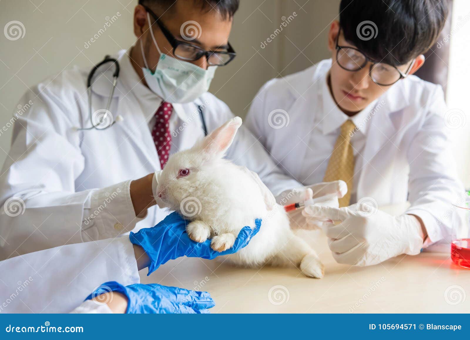 Inyección De La Medicina a Un Conejo Blanco Imagen de archivo - Imagen ...