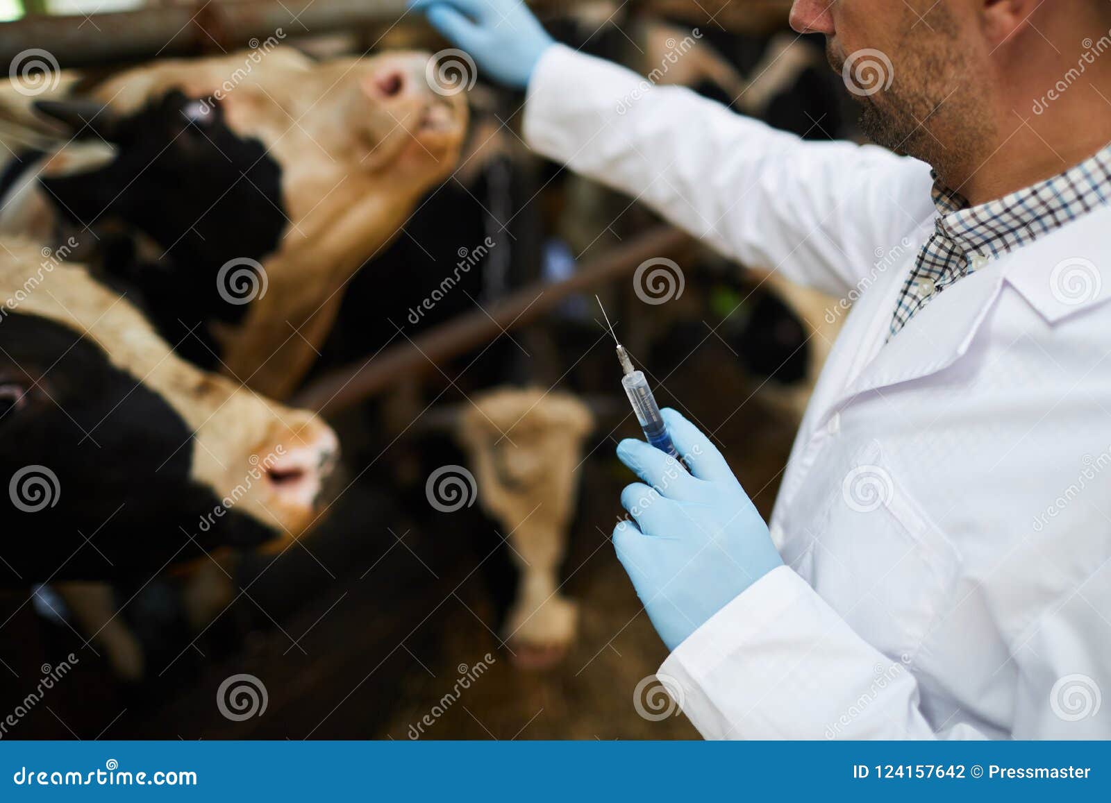 Inyección para la vaca foto de archivo. Imagen de rancho - 124157642