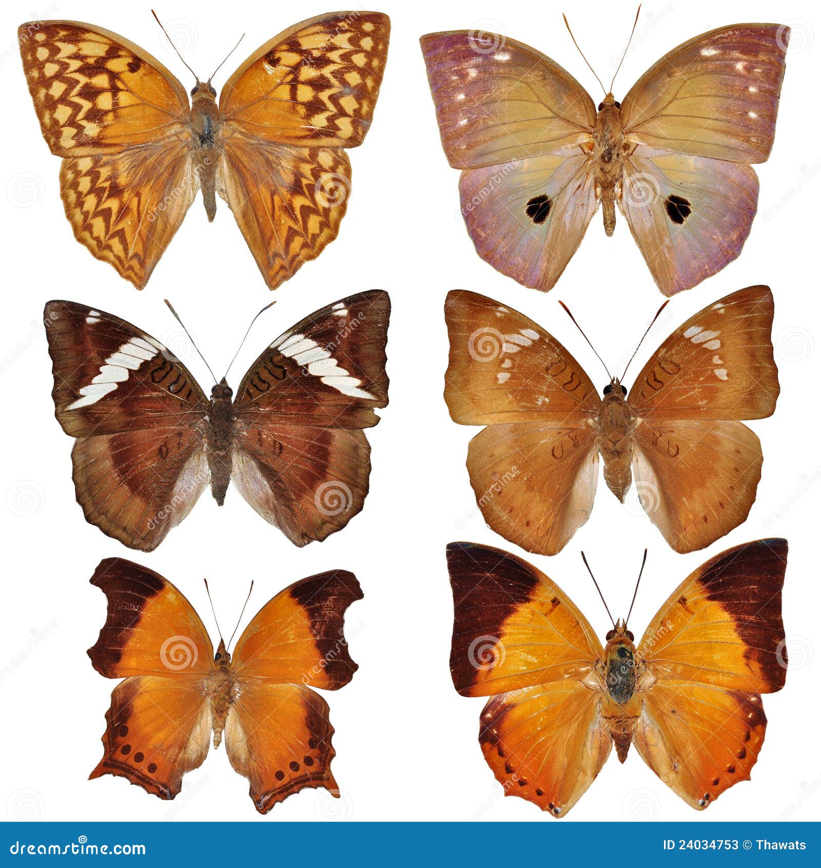 Inzameling Van Gekleurde Vlinders Stock Afbeelding - Image of groot ...