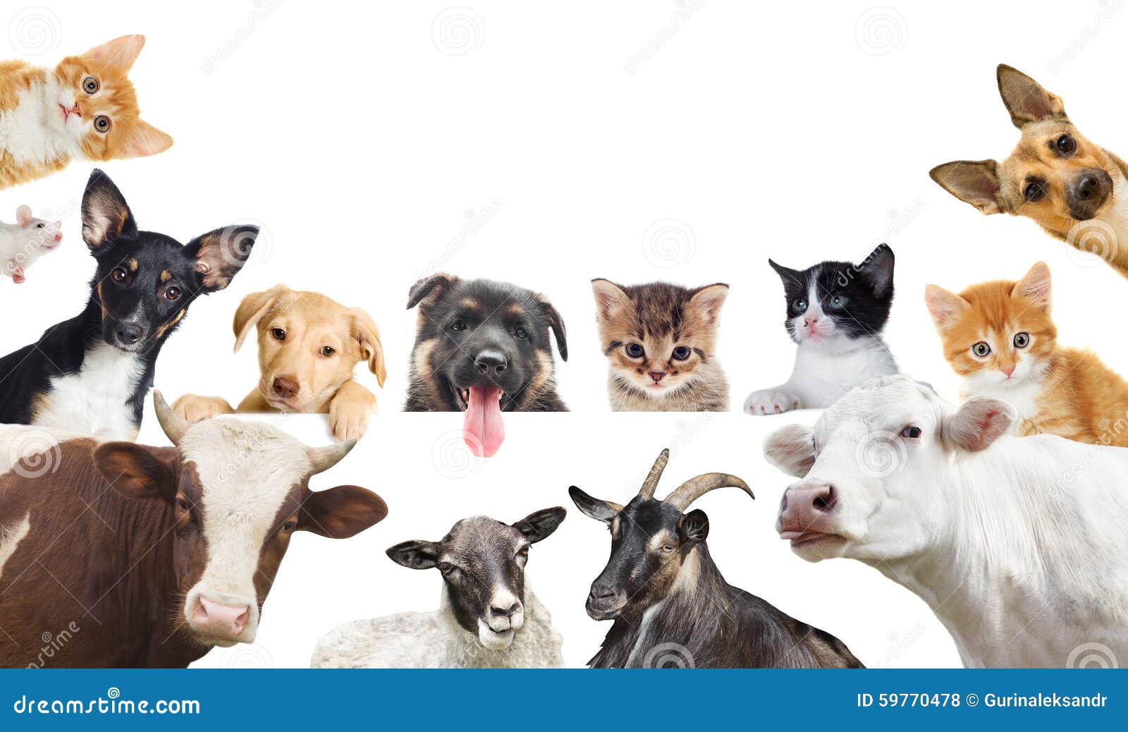 Inzameling van huisdier stock foto. Image of honden, dieren - 59770478