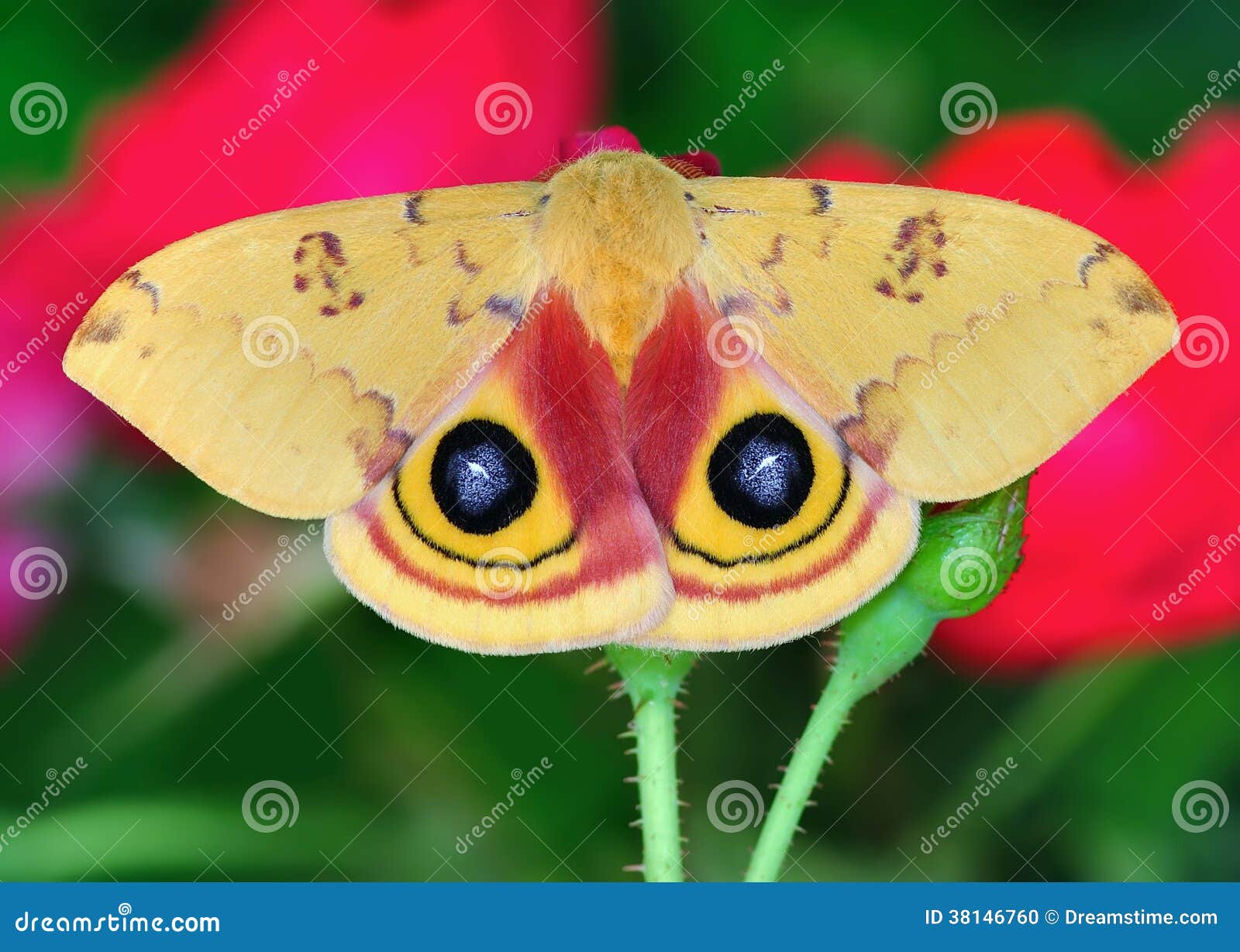 IO Moth on a Rose stock photo. Image of beautiful, moth - 38146760
