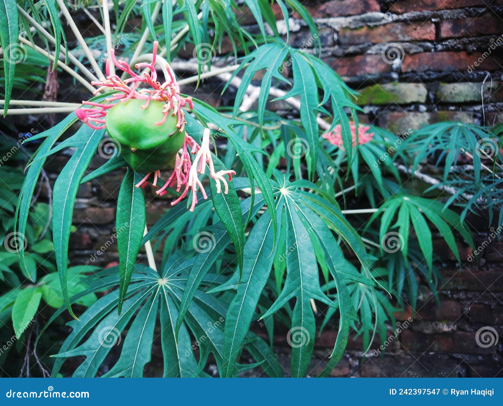 Iodine Tree Jatropha Multifida Linn Stock Image - Image of iodine ...