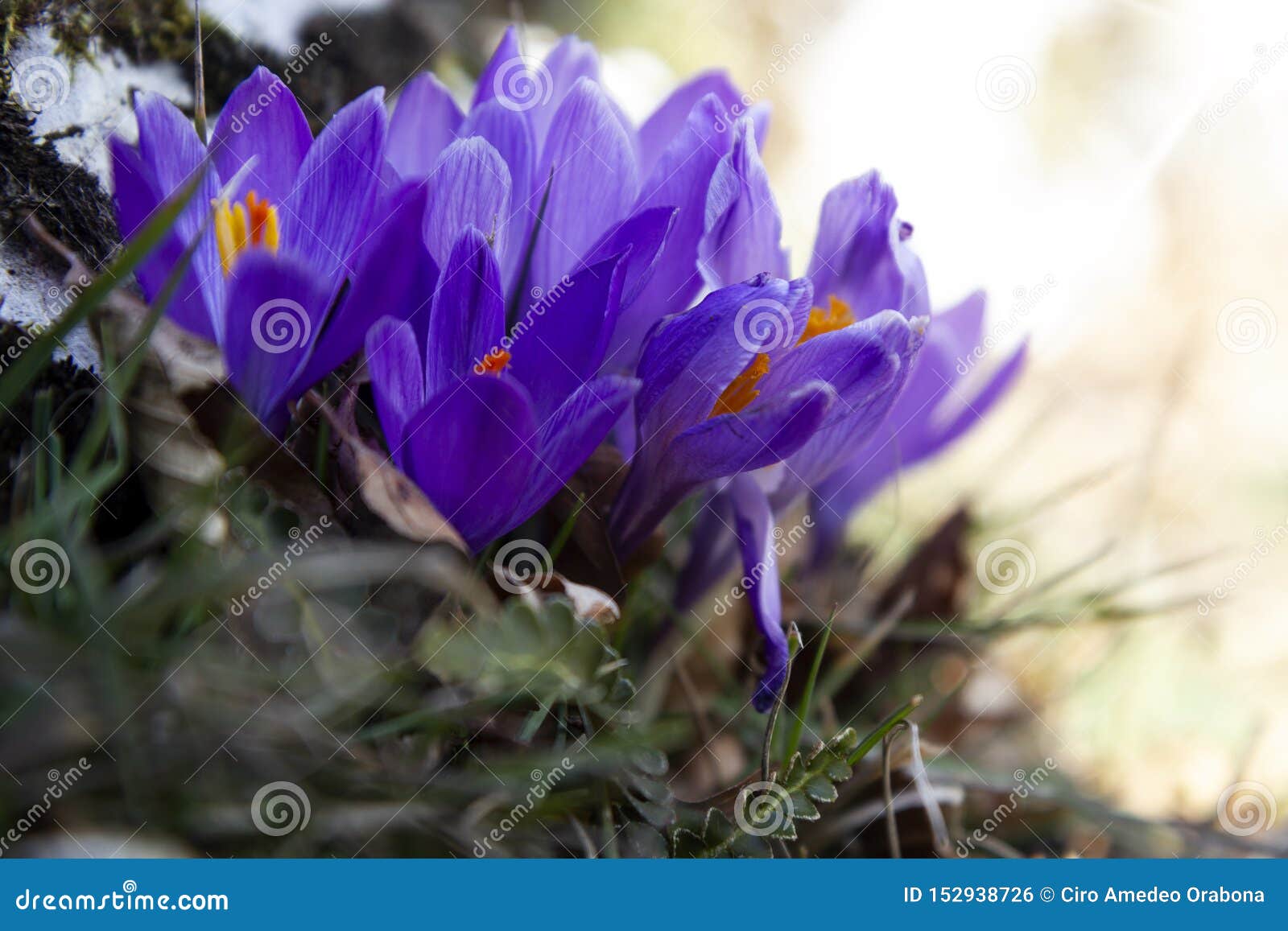Iolet Crocus Stock Photos - Free & Royalty-Free Stock Photos from ...