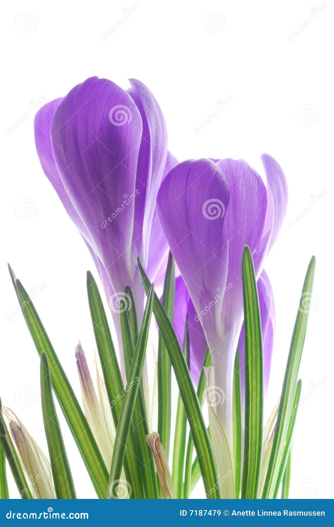 Iolet spring crocus stock image. Image of blossom, texture - 7187479
