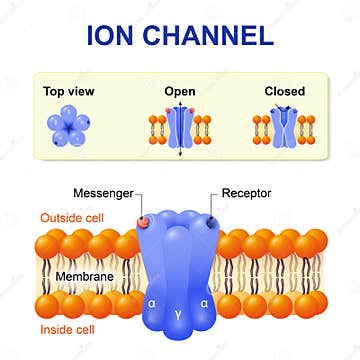 Ion channel stock vector. Illustration of science, medical - 76887865