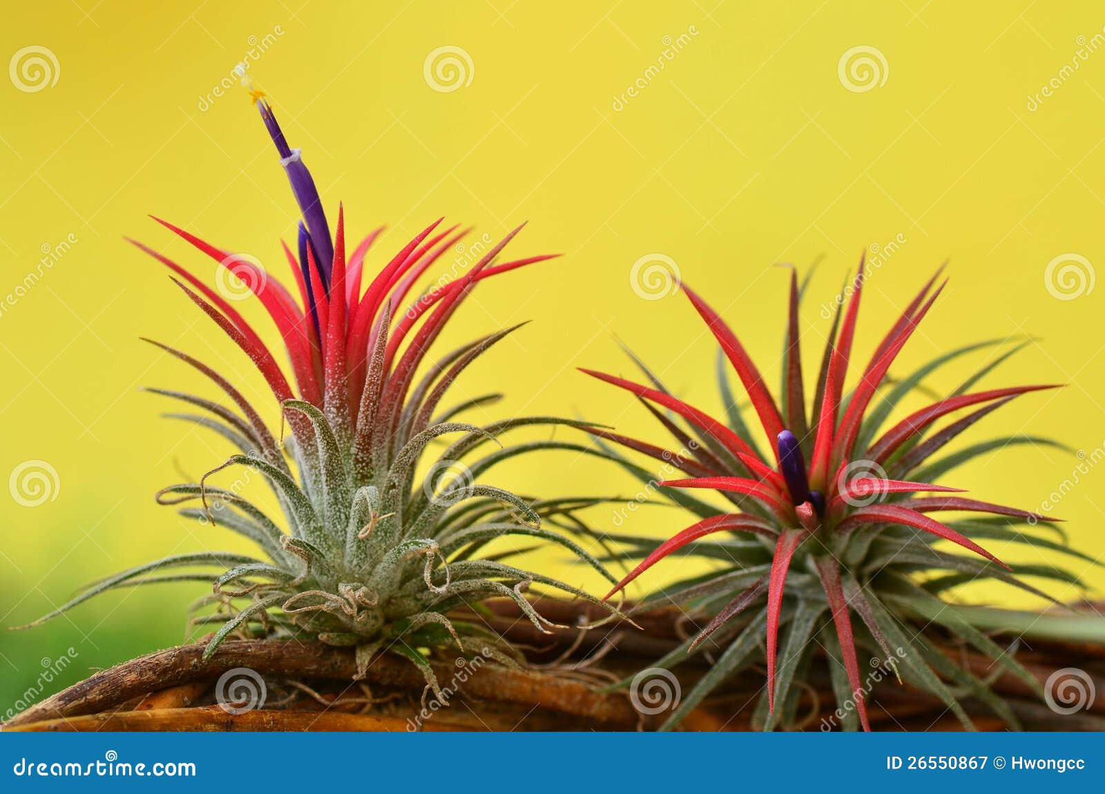 Ionantha Floreciente Del Tillandsia Imagen de archivo - Imagen de ...