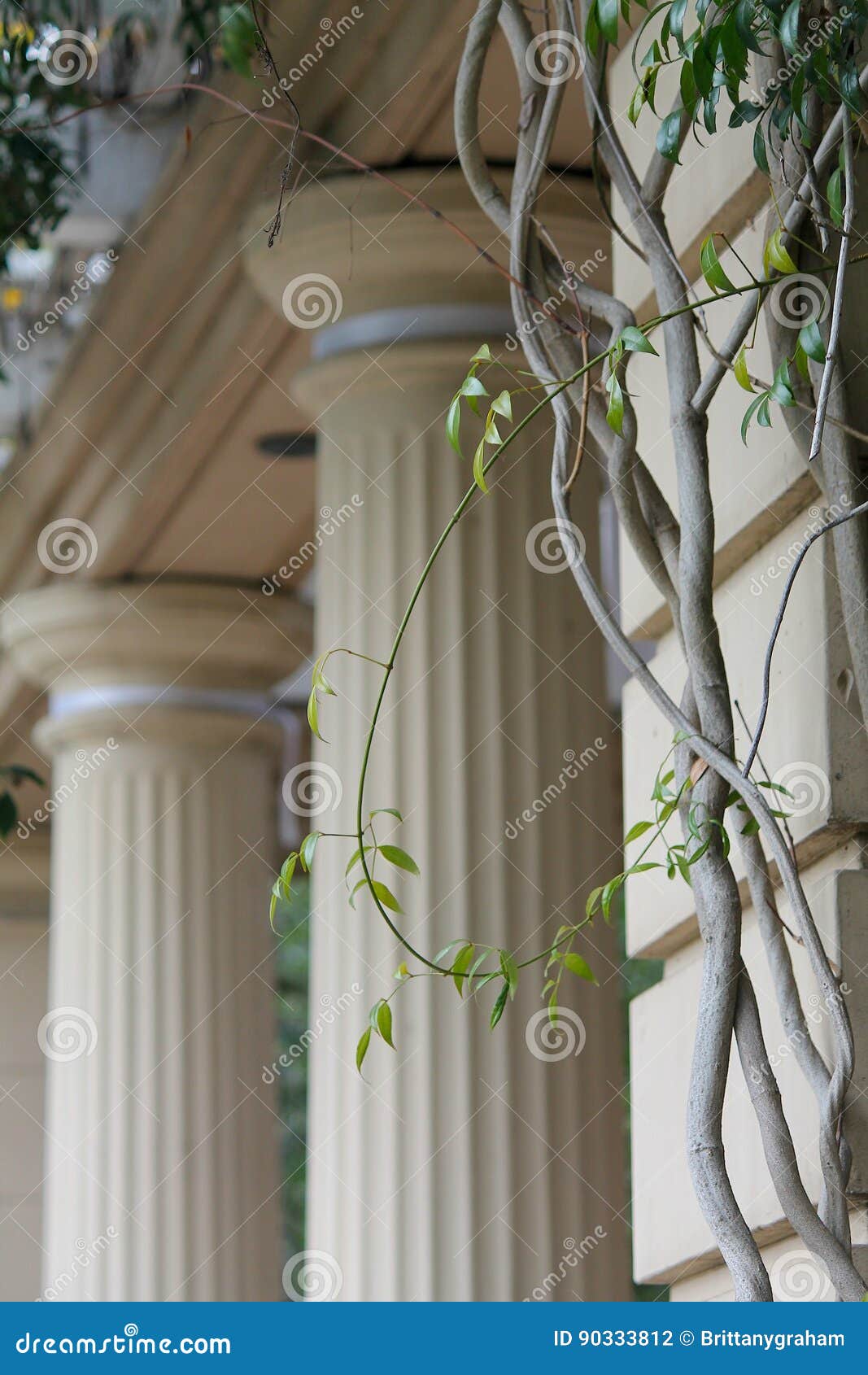 Ionic Columns with Vines in Courtyard Stock Photo - Image of foreground ...