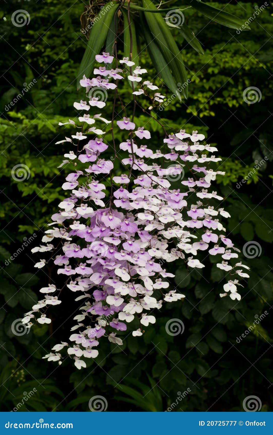 Ionopsis Orchid stock image. Image of leaves, hanging - 20725777